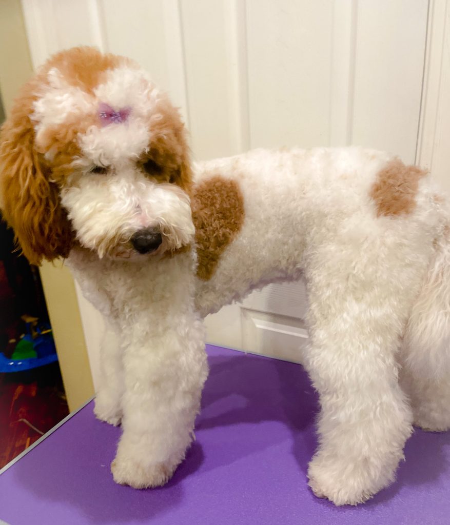 Available Puppies - Bethesda Lake Doodles